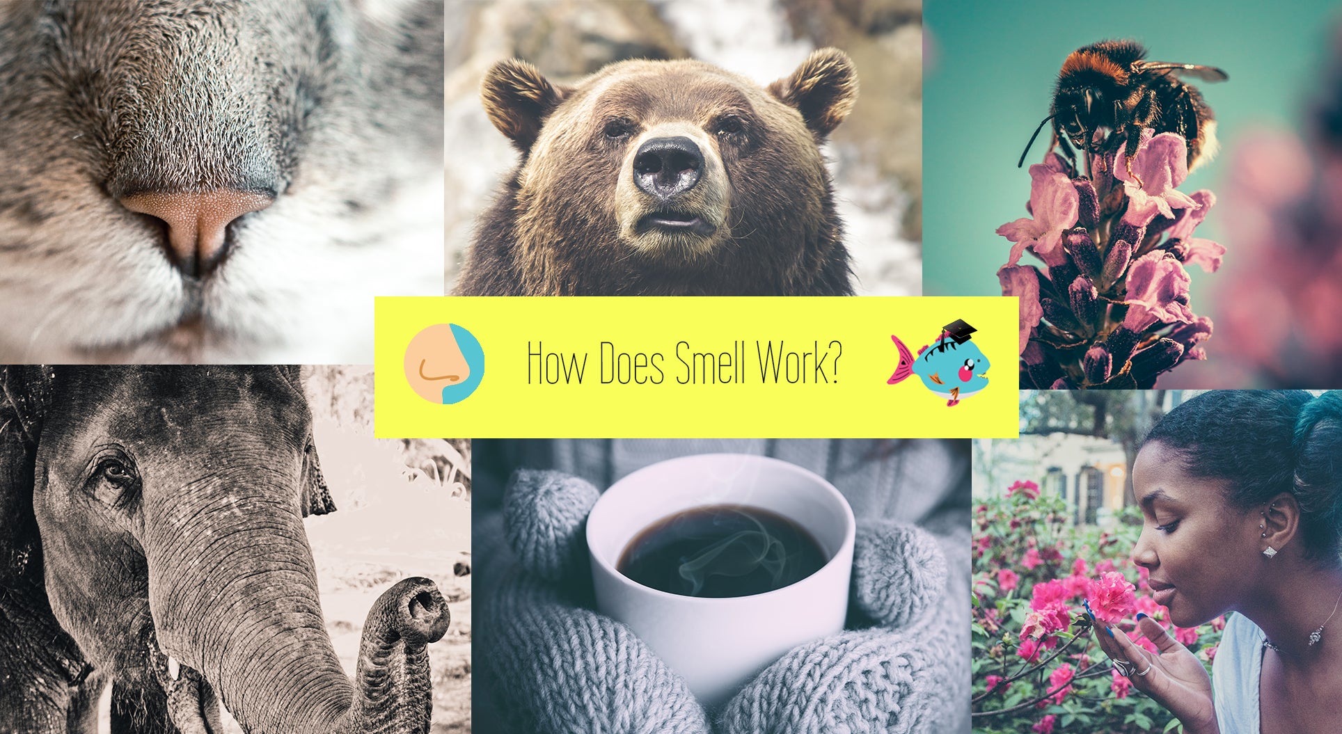 How Does Smell Work? | Facts About Olfactory – Happy Piranha